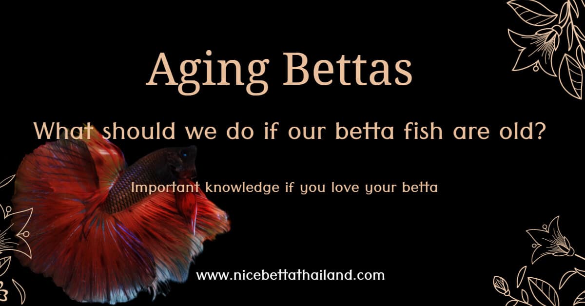 What should we do if our betta fish are old? - United Betta World