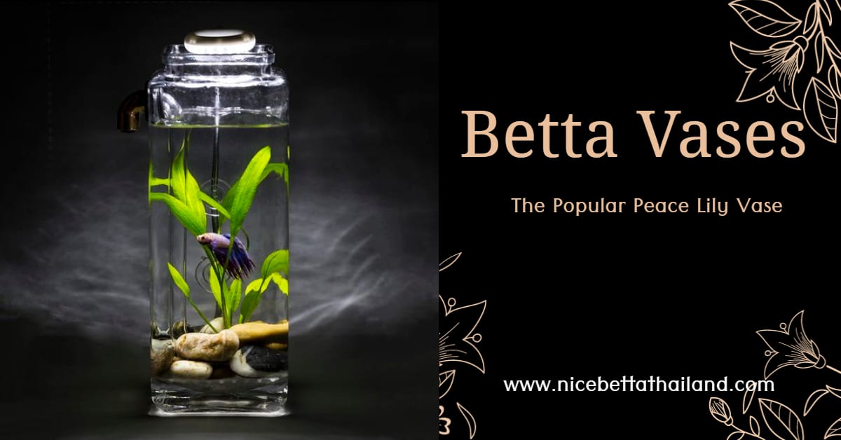 Betta Vases - United Betta World