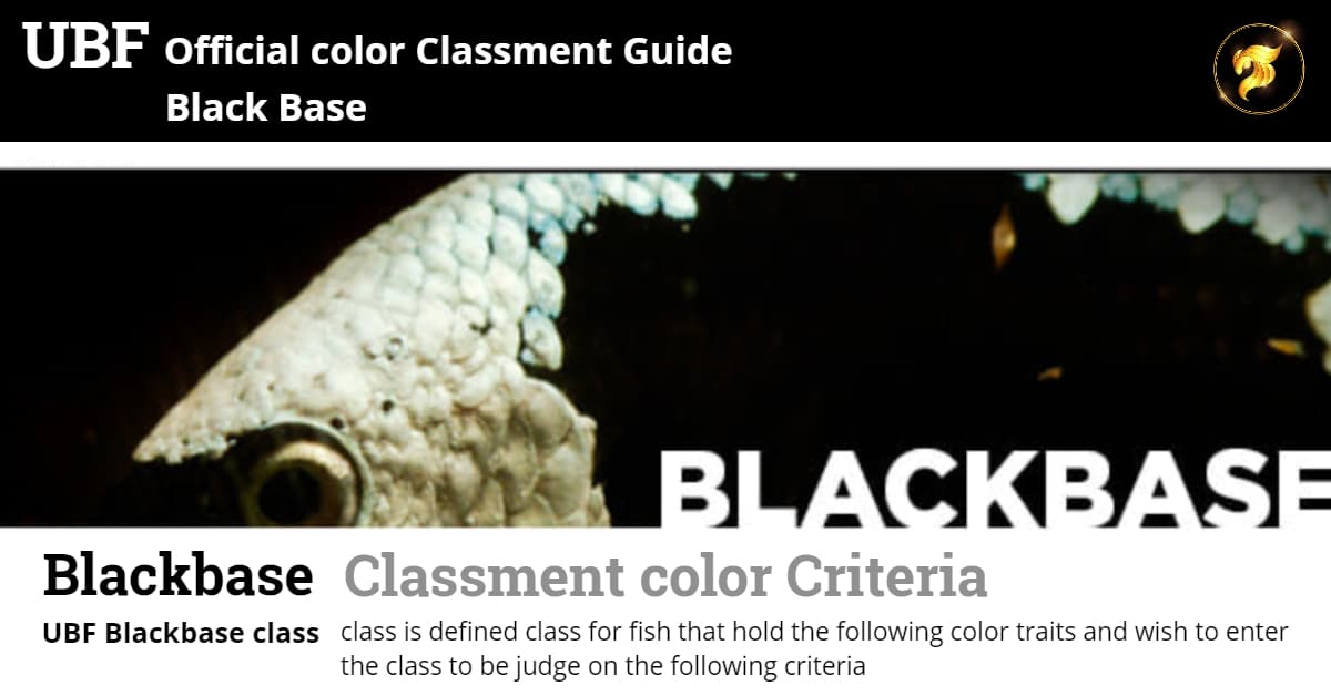 Class color betta fish Guideline Black base betta fish - United Betta World