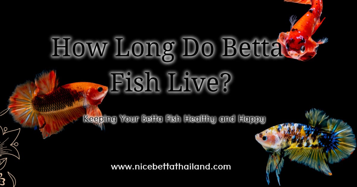 How Long Do Betta Fish Live? - United Betta World