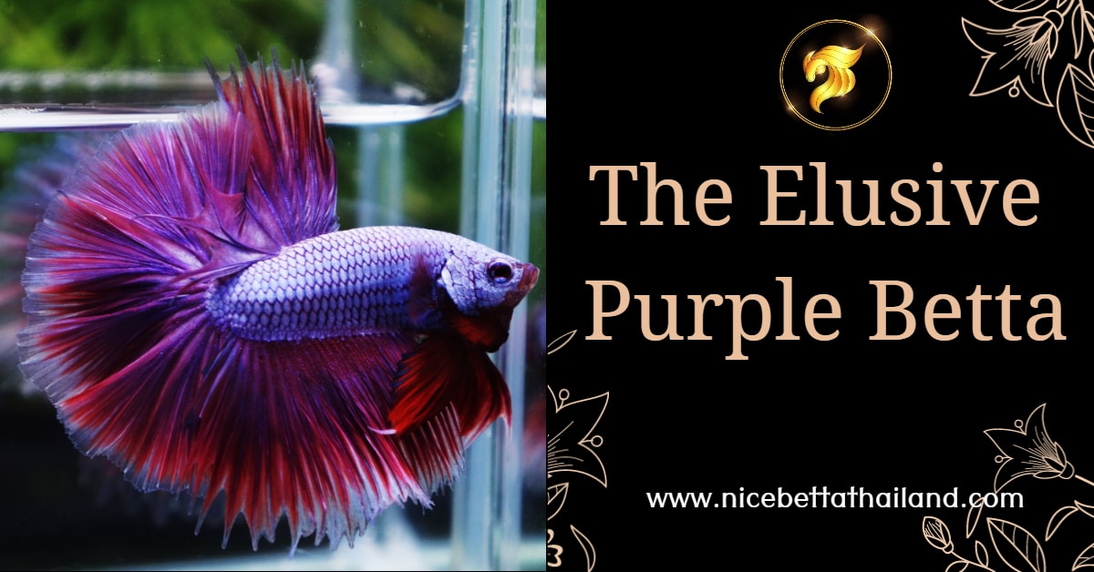The Elusive Purple or Royal Lavender Betta fish - United Betta World