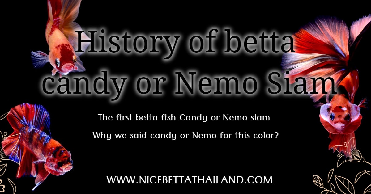 The first betta fish Candy or Nemo siam - United Betta World