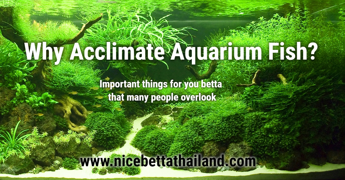 Why Acclimate Aquarium Fish? - United Betta World