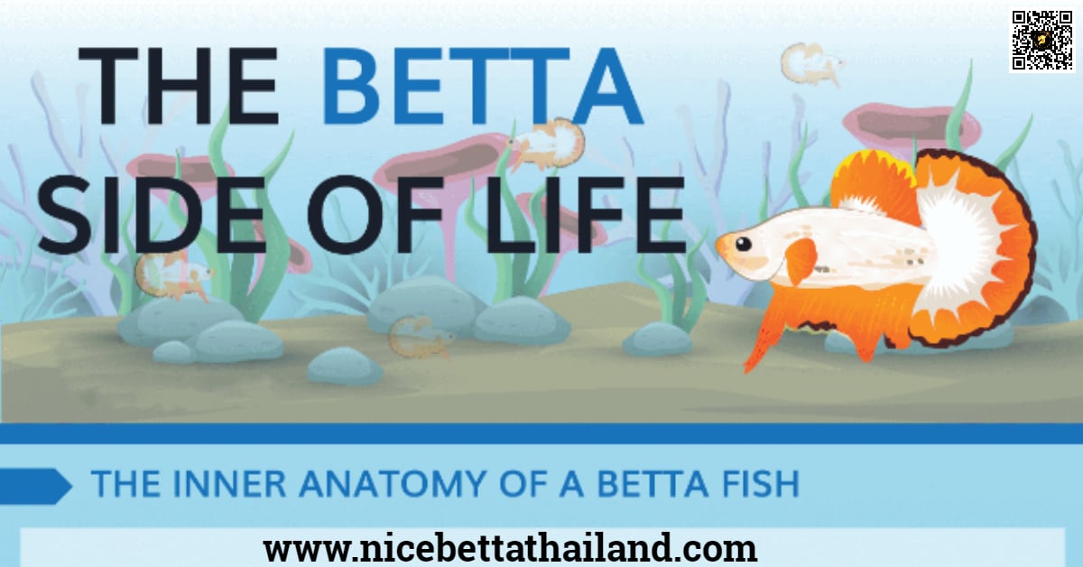 Betta fish care infographic - United Betta World