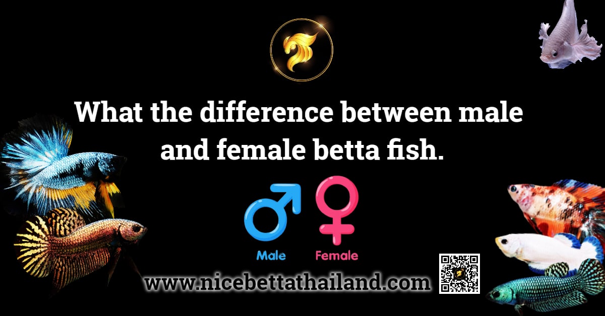 The difference between male and female betta fish - United Betta World