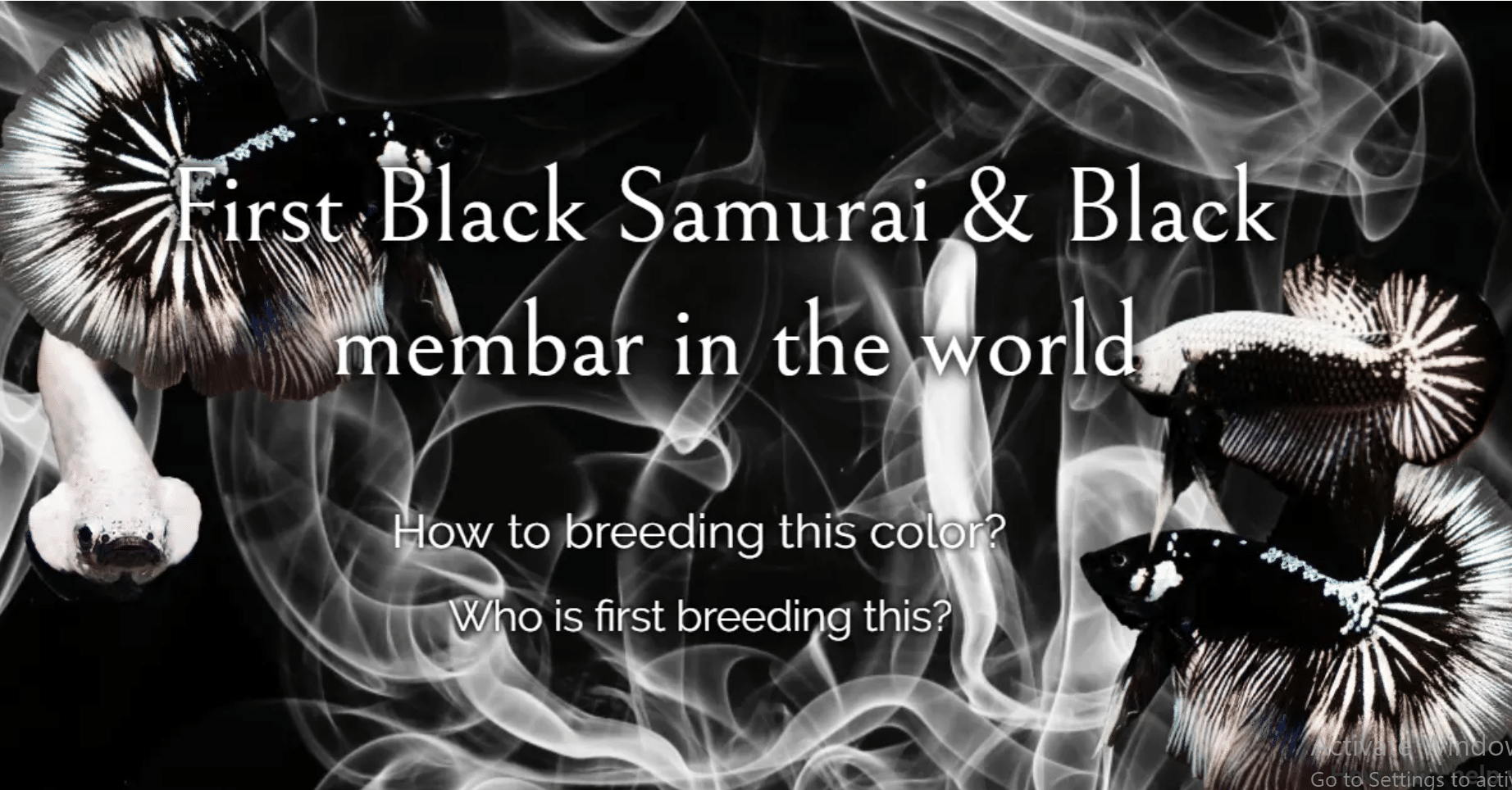 First black samurai and Black mambar in the world - United Betta World